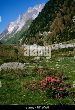 Erica sp Erica sp Stock Photo - Alamy