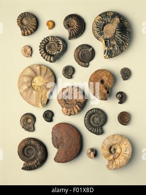 Fossils - Protostomia - Mollusca - Cephalopoda - Ammonoidea - Jurassic ...