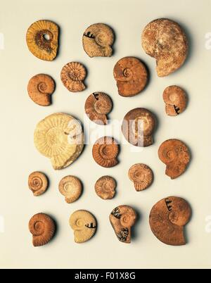 Fossils - Protostomia - Mollusca - Cephalopoda - Ammonoidea - Jurassic ...
