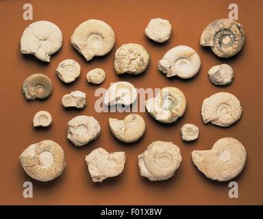 Fossils - Protostomia - Mollusca - Cephalopoda - Ammonoidea - Jurassic ...
