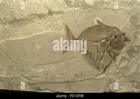 Fossil fish (Mene rhombea). Eocene age Stock Photo - Alamy