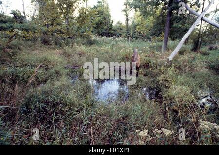 Flora, Point Pelee National Park, Ontario, Canada Stock Photo - Alamy