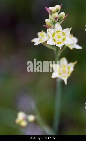 Native flowers, Mackenzie Mountains, Canada Stock Photo - Alamy