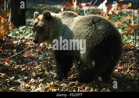 Marsican Brown Bear (Ursus arctos marsicanus) (captive Stock Photo - Alamy