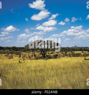 Savanna trees, Meru National Park, Kenya Stock Photo - Alamy