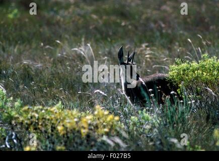 Grey Rhebok (Pelea capreolus), Bontebok National Park, South Africa ...