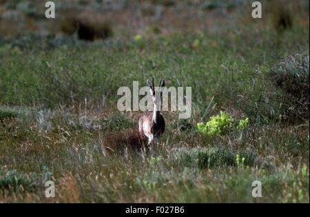 Grey Rhebok (Pelea capreolus), Bontebok National Park, South Africa ...
