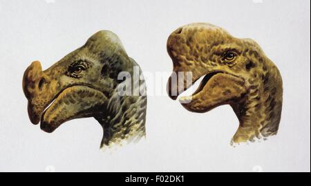 Palaeozoology - Cretaceous period - Dinosaurs - Oviraptor head - Art ...