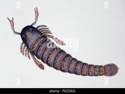 Palaeozoology - Devonian Period - Pterygotus (art work by James Robins ...