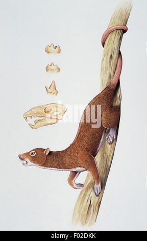 Palaeozoology - Paleocene period - Extinct mammals - Colugos ...