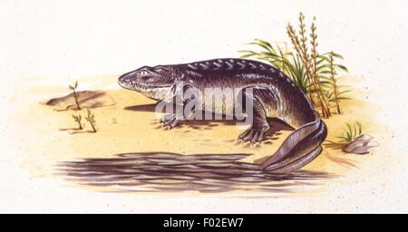 Palaeozoology - Devonian period - Tetrapods and extinct fishes ...