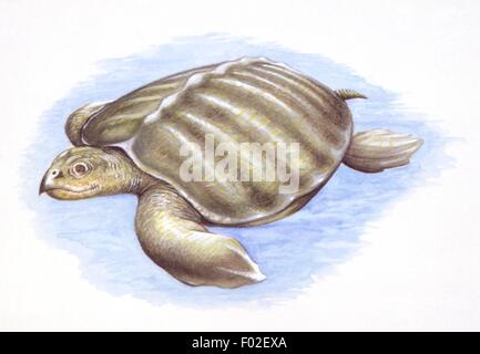 Palaeozoology - Cretaceous period - Fossil reptiles - Ticinosuchus ...