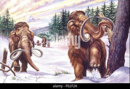 Palaeozoology - Pliocene period - Extinct mammals - Megantereon preys ...