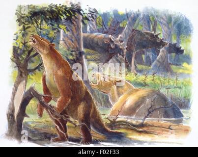 Palaeozoology - Cainozoic period - Extinct mammals - Pantodonta ...