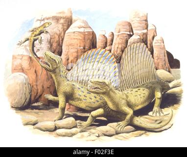 Palaeozoology - Permian period - Fossil reptiles - Dimetrodon - Art ...