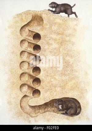 Palaeozoology - Miocene period - Extinct mammals - Protoceras ...