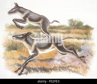 Palaeozoology - Miocene period - Extinct mammals - Protoceras ...