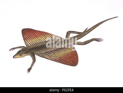 Zoology - Reptiles - Flying lizard (Draco volans) - Art work by Simon ...