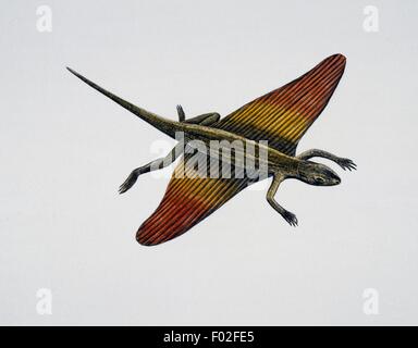 Flying lizard Draco volans Agamidae male with his gular flap and wings ...