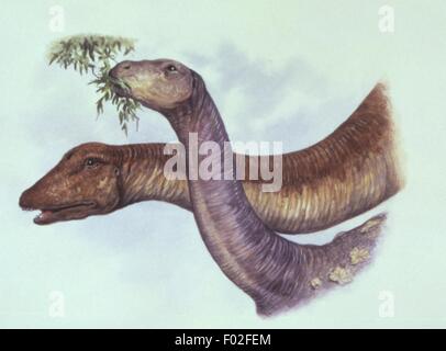 Palaeozoology - Cretaceous period - Dinosaurs - Saltasaurus - Art work ...
