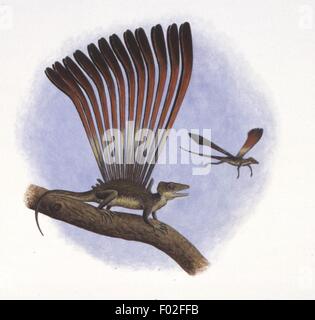 Palaeozoology - Triassic period - Fossil reptiles - Henodus - Art work ...