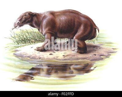 Palaeozoology - Miocene period - Extinct mammals - Protoceras ...