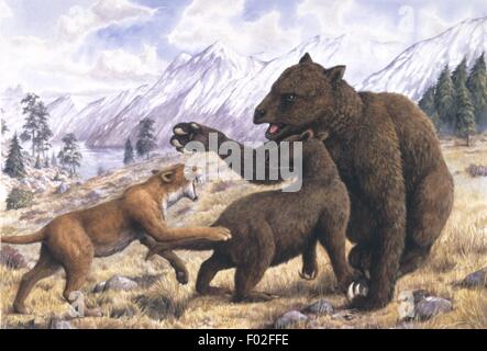 Palaeozoology - Pleistocene period - Extinct mammals - Diprotodon e ...