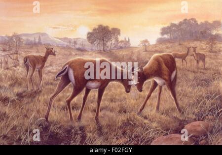 Syndyoceras, Miocene Mammal Stock Photo - Alamy