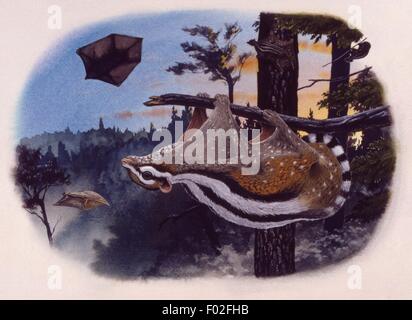 Palaeozoology - Paleocene period - Extinct mammals - Primates ...