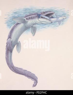 Palaeozoology - Cretaceous period - Marine reptiles - Mosasaurs ...