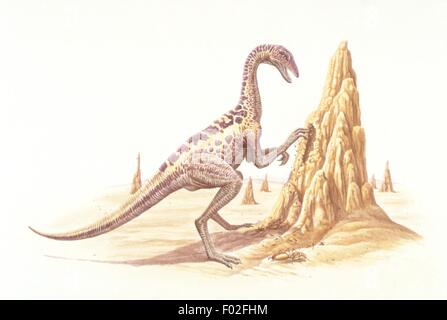 Palaeozoology - Cretaceous period - Dinosaurs - Anserimimus - Art work ...