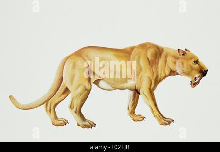Thylacosmilus sabre-toothed cat. Artwork showing the skull and muscle ...