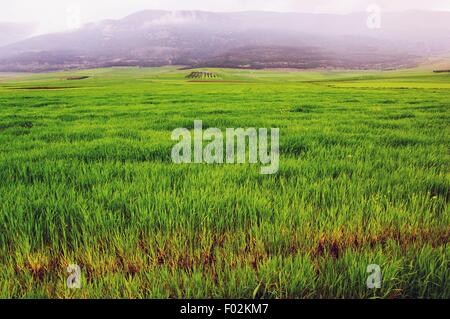 Agricultural landscape near Aleppo (Halab), Syria Stock Photo - Alamy