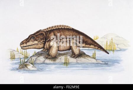 Palaeozoology - Permian Period - Amphibians - Eryops (art work by Stock ...