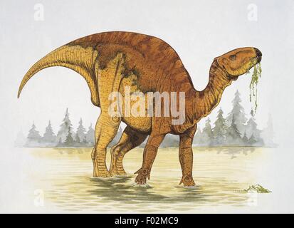Palaeozoology - Cretaceous period - Dinosaurs - Probactrosaurus - Art ...