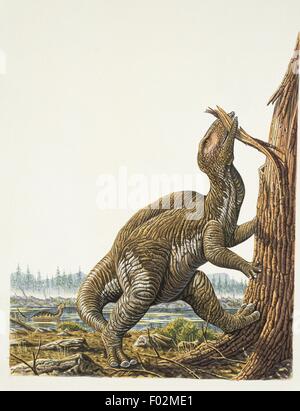 Palaeozoology - Cretaceous period - Dinosaurs - Tsintaosaurus e ...