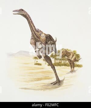 Palaeozoology - Cretaceous period - Dinosaurs - Anserimimus - Art work ...