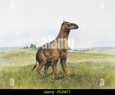 Moropus, illustration. This extinct prehistoric mammal is an ungulate ...