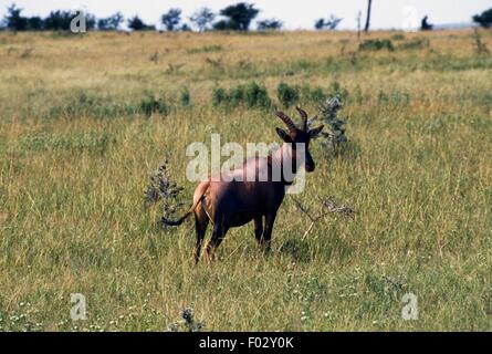 Hunter's Hartebeest (Beatragus hunteri Sclater), Serengeti National ...