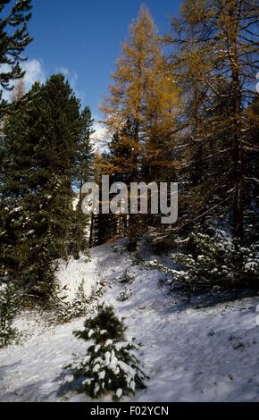 Alp la Schera, Swiss National Park, Lower Engadine, Canton of Grisons ...