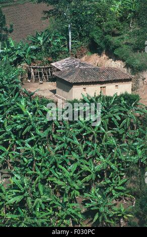 Rwanda - Near Lake Kivu - banana plantations Stock Photo - Alamy