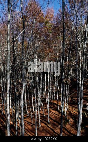 Beech trees (Fagus sylvatica), Casentino Forest National Park, Mount ...
