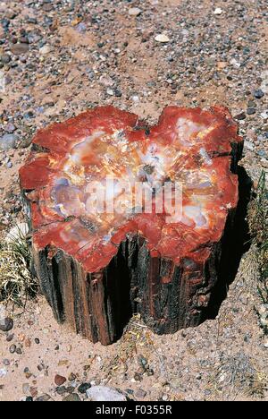 Fossilised trunk, Blue Mesa, Petrified Forest National Park, Arizona ...
