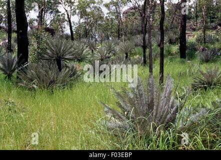 Cycad Cycas calcicola Litchfield National Park NT Australia Stock Photo ...
