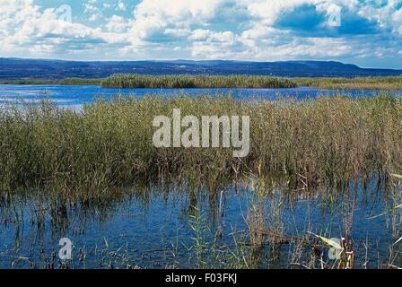 Lake Lesina, Natural Reserve of Lake Lesina, Gargano National Park ...