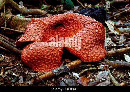 Corpse Flower (Rafflesia arnoldii), Gunung Leuser National Park (UNESCO ...