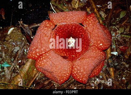 Rafflesia (Rafflesia arnoldii) flower, a parasitic plant that lives on ...