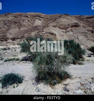 Vegetation with flowers in the Judaean Desert, Israel Stock Photo - Alamy