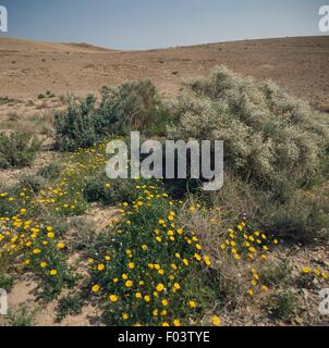 Vegetation with flowers in the Judaean Desert, Israel Stock Photo - Alamy