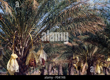 Date palm grove, Douz, Tunisia Stock Photo - Alamy